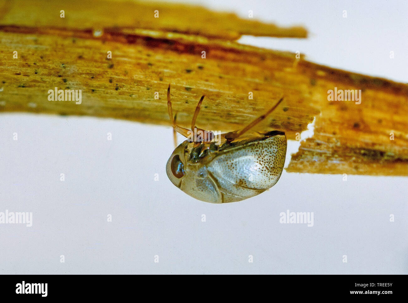 Pleidae hi-res stock photography and images - Alamy