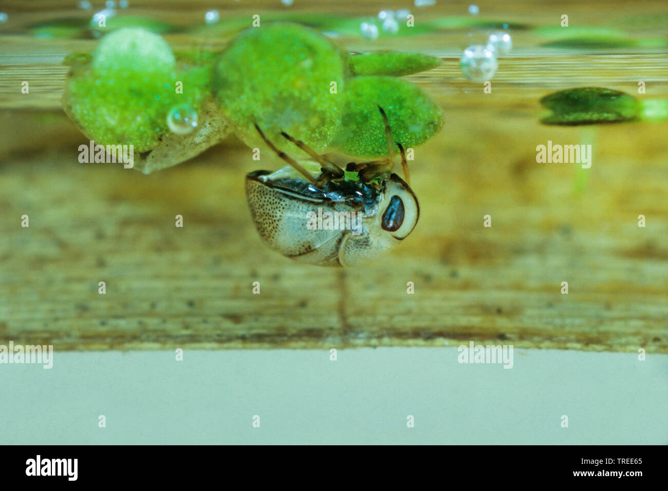 pygmy backswimmer (Plea minutissima, Plea leachi, Plea atomaria), at a ...