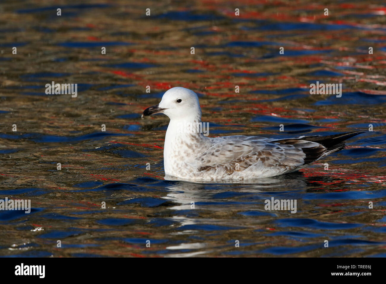 Caspian Gull (Larus cachinnans, Larus cachinnans cachinnans), swimming ...