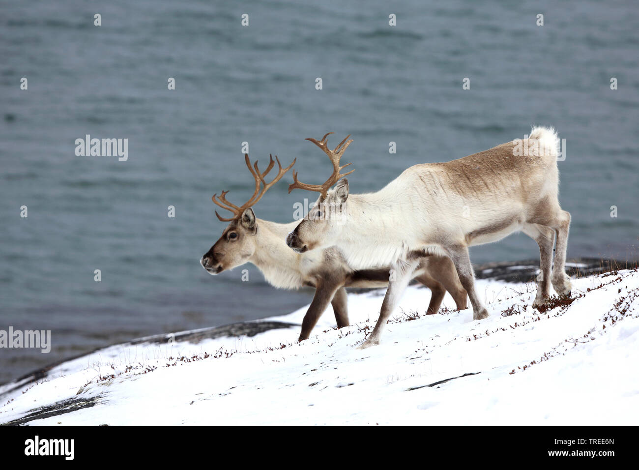 European reindeer, European caribou (Rangifer tarandus tarandus), two ...