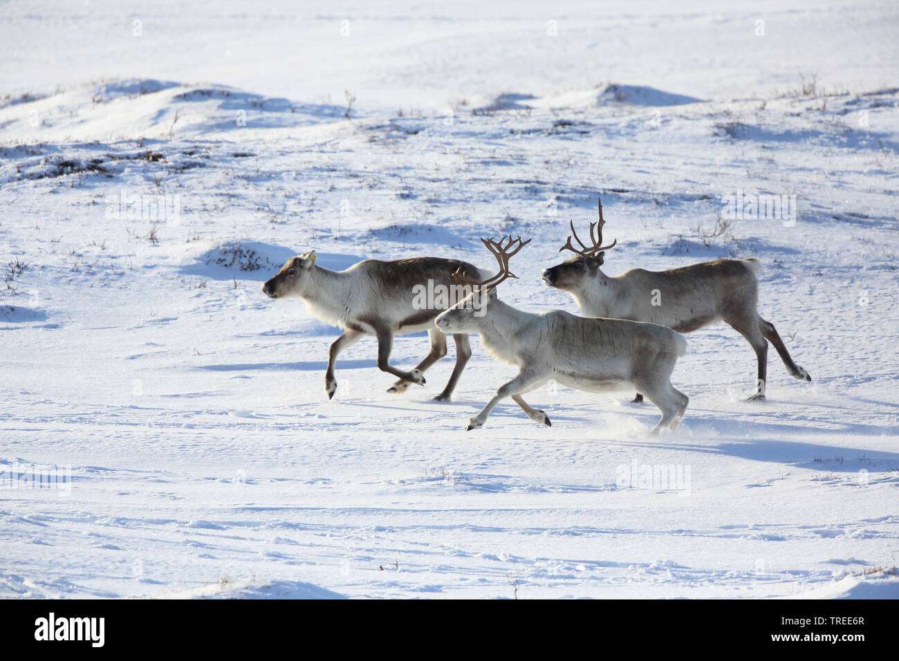 European reindeer, European caribou (Rangifer tarandus tarandus), three ...