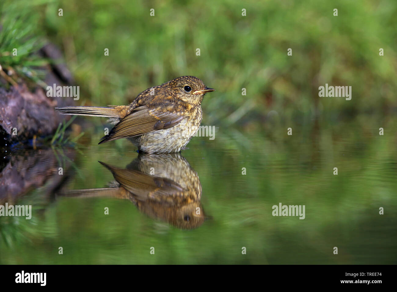 European robin (Erithacus rubecula), bathing, Netherlands, Overijssel ...