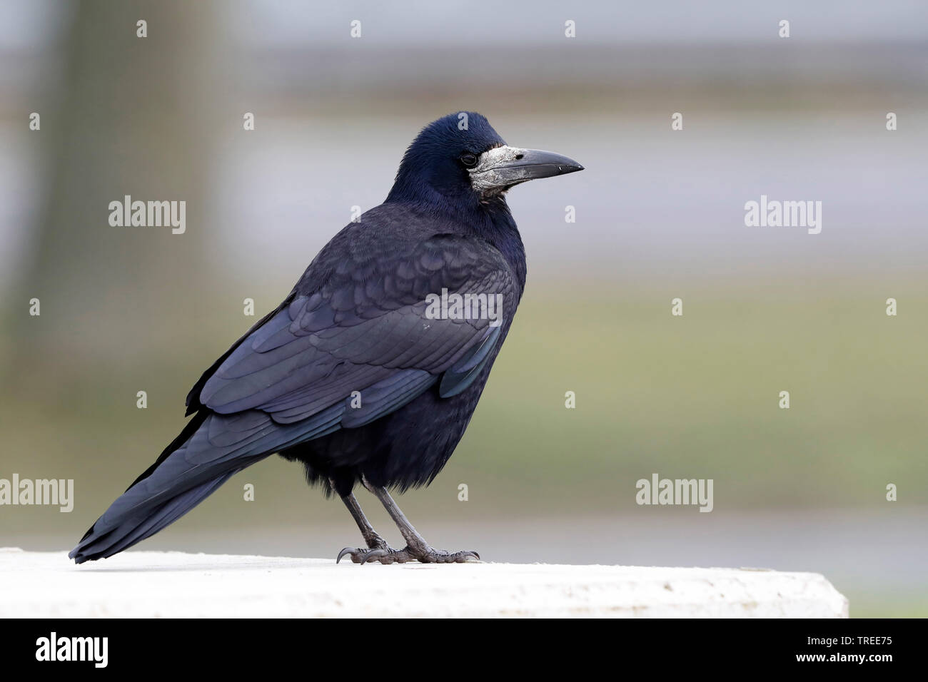 Rook wall hi-res stock photography and images - Alamy