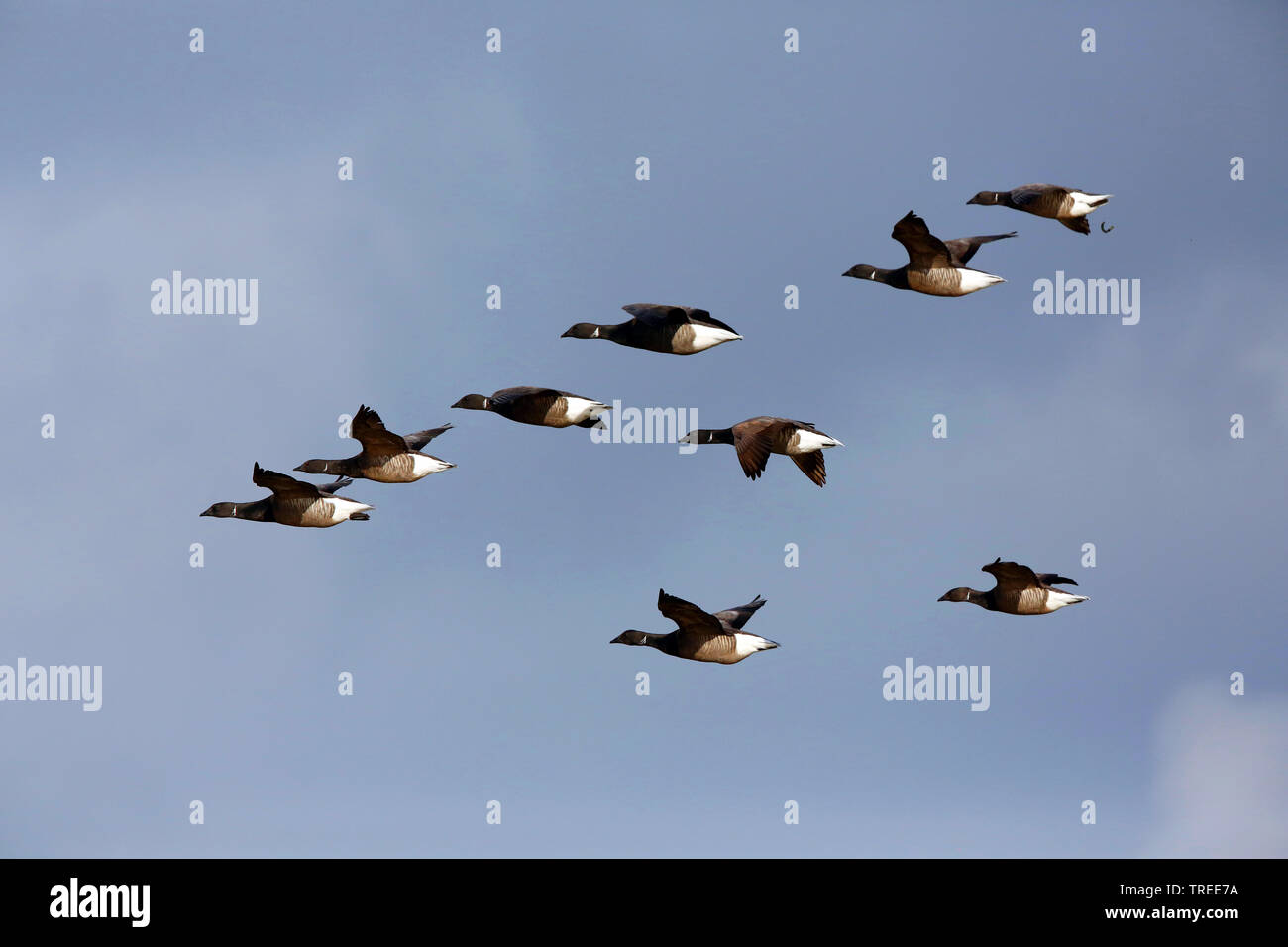 Brent volando hi-res stock photography and images - Alamy