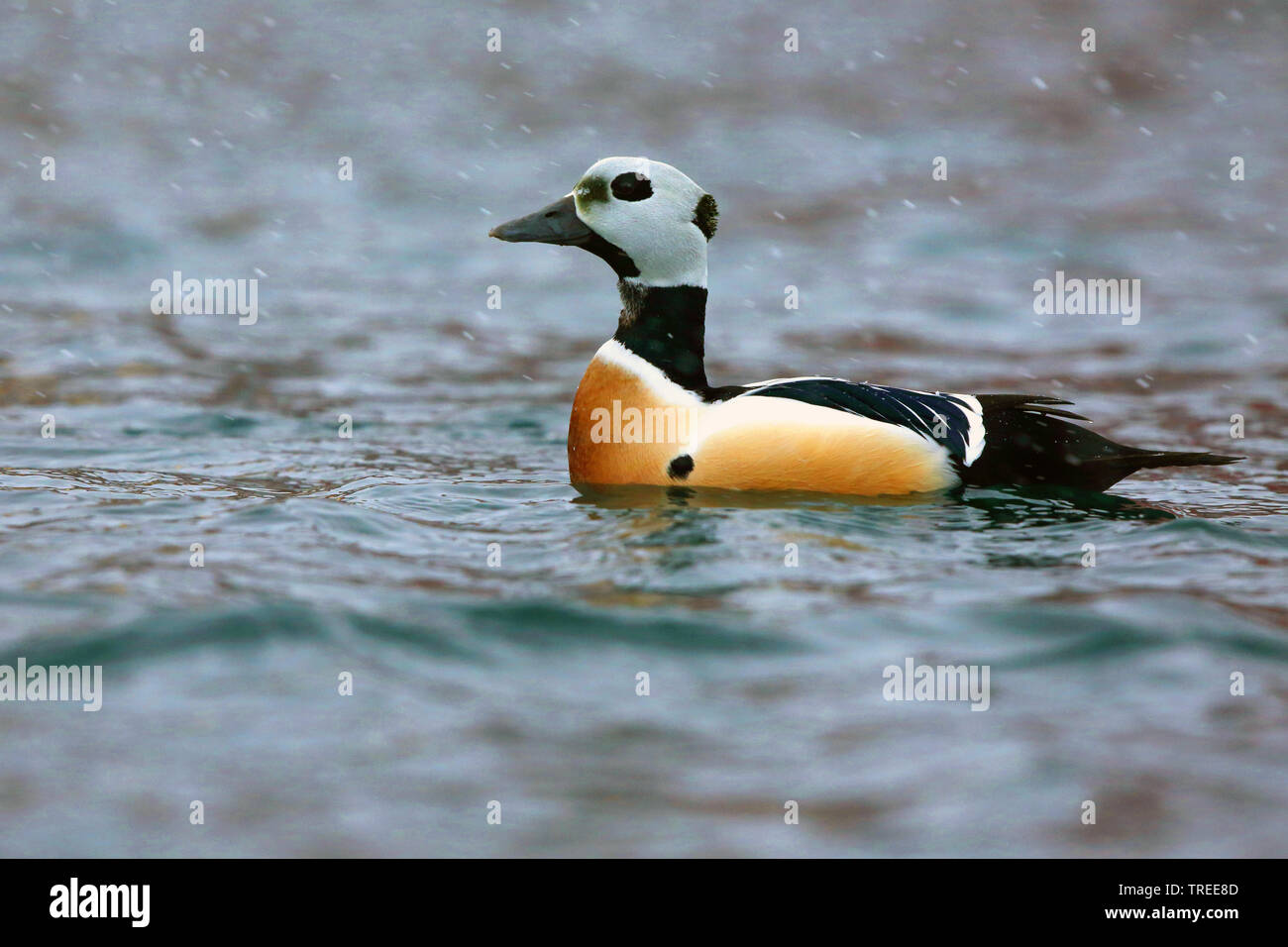Steller's eider (Polysticta stelleri), male in water, Norway Stock ...