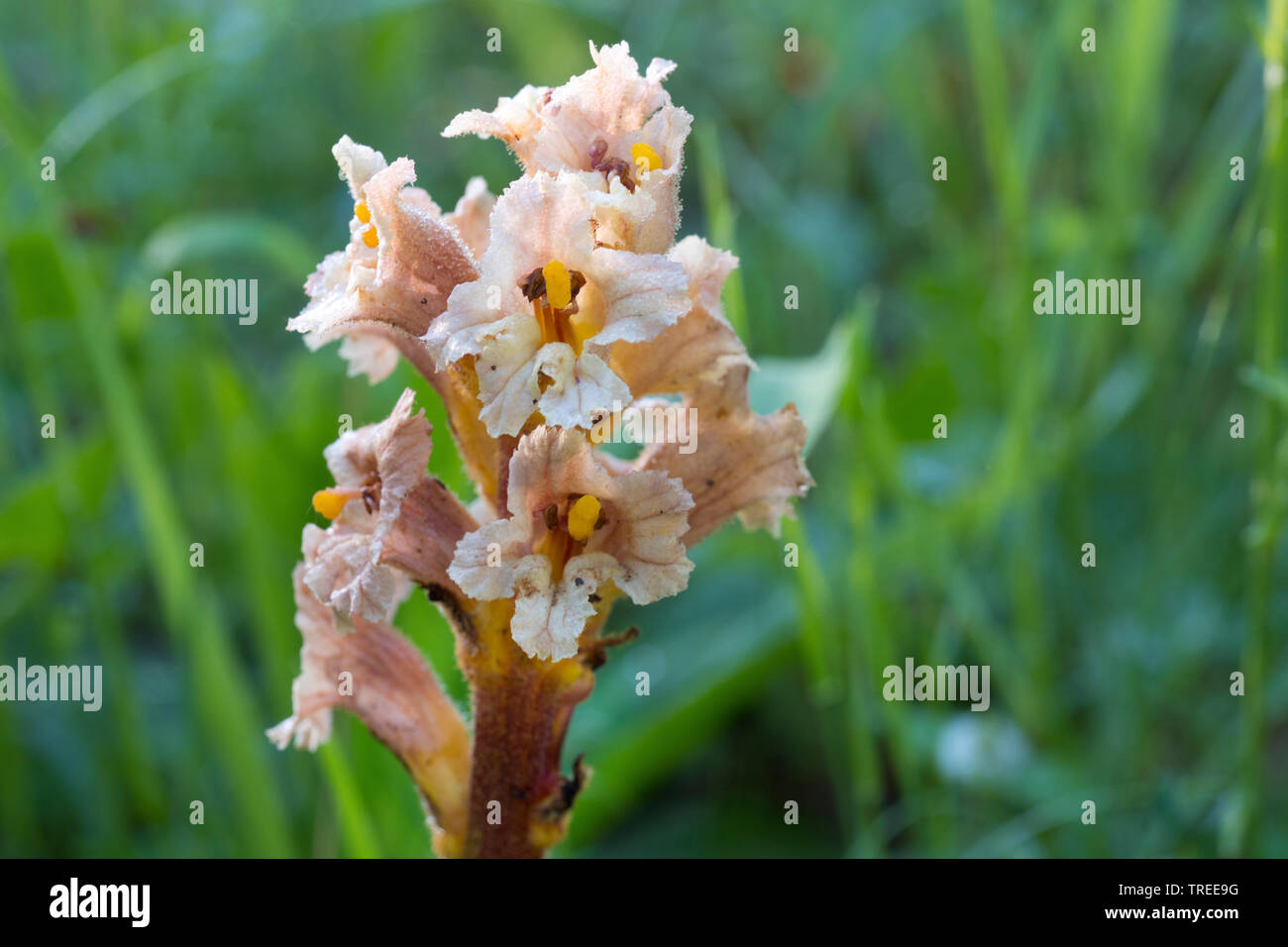 Yellow broomrape (Orobanche lutea), blooming, Germany Stock Photo - Alamy