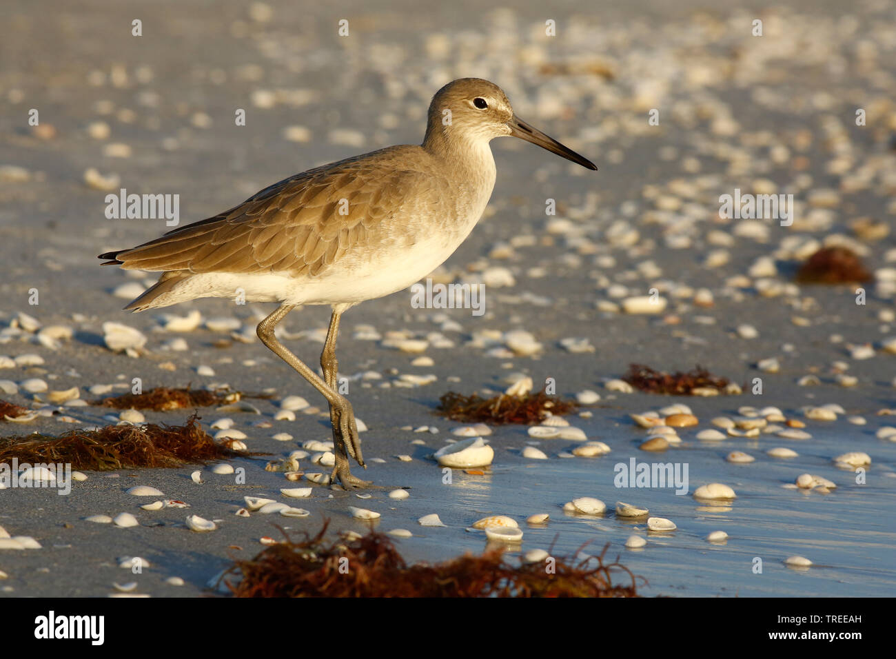 willet (Catoptrophorus semipalmatus, Tringa semipalmata), walking on ...