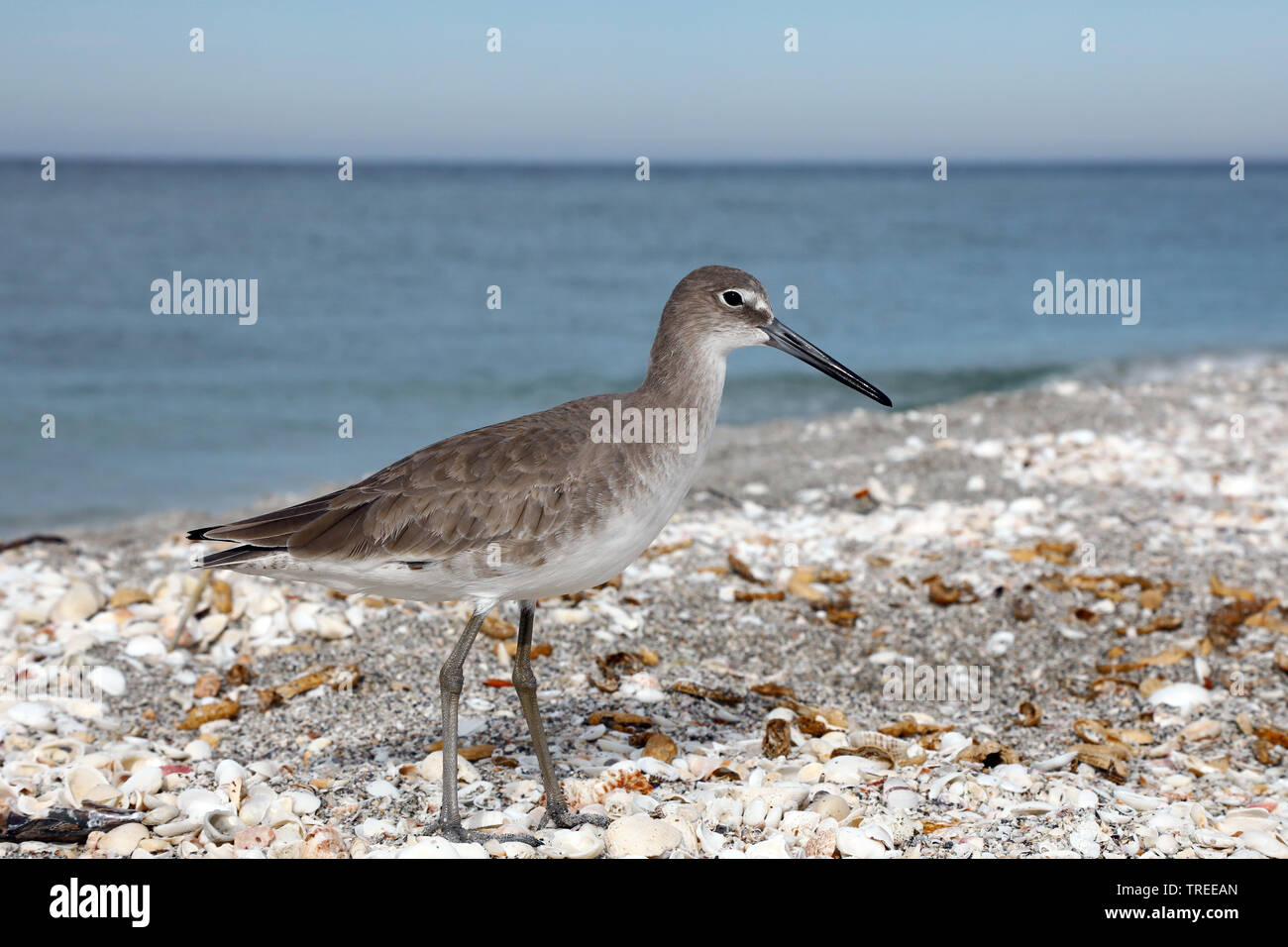 willet (Catoptrophorus semipalmatus, Tringa semipalmata), walking on ...