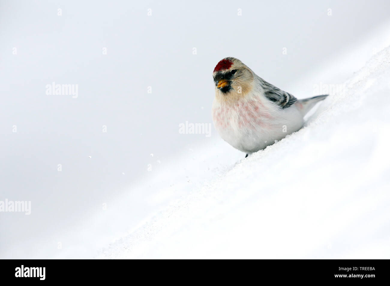 arctic redpoll, hoary redpoll (Carduelis hornemanni hornemanni ...