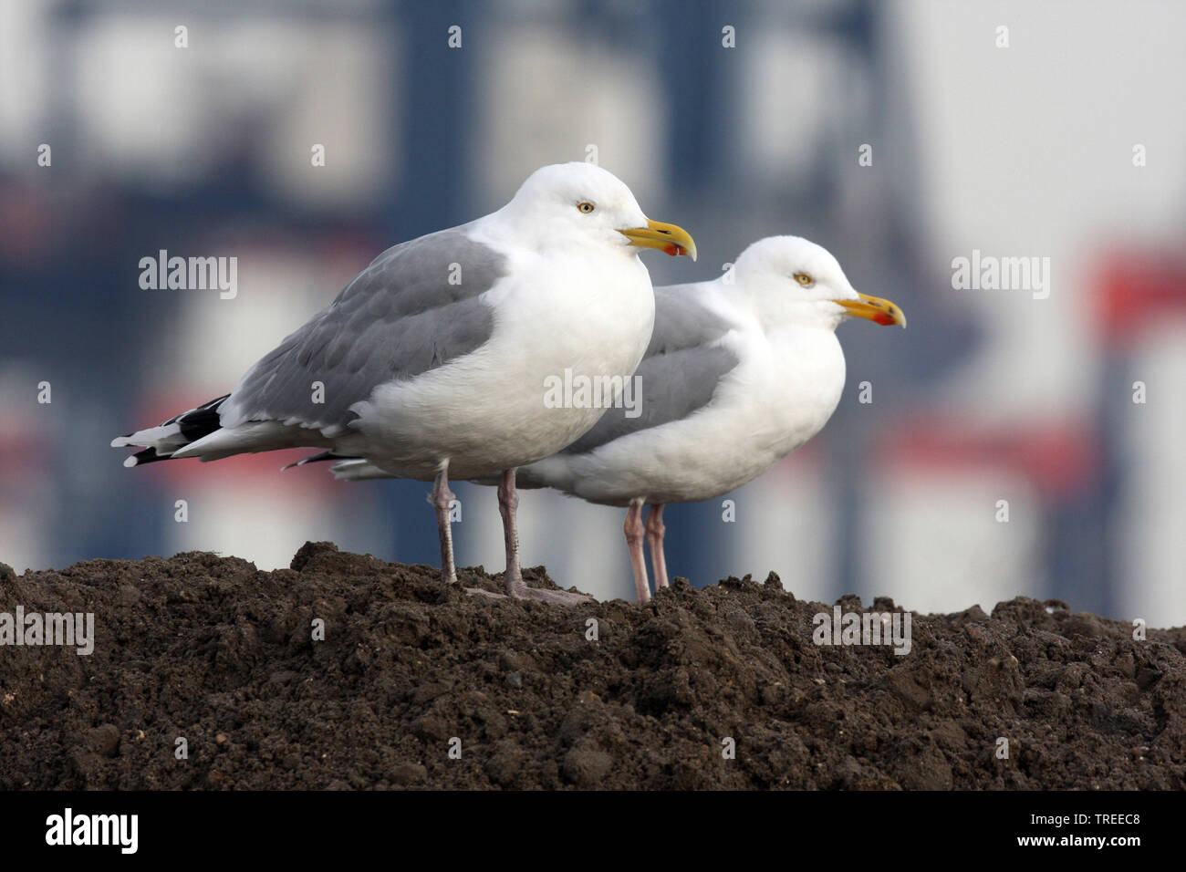 Male and female herring gulls larus argentatus hi-res stock photography ...