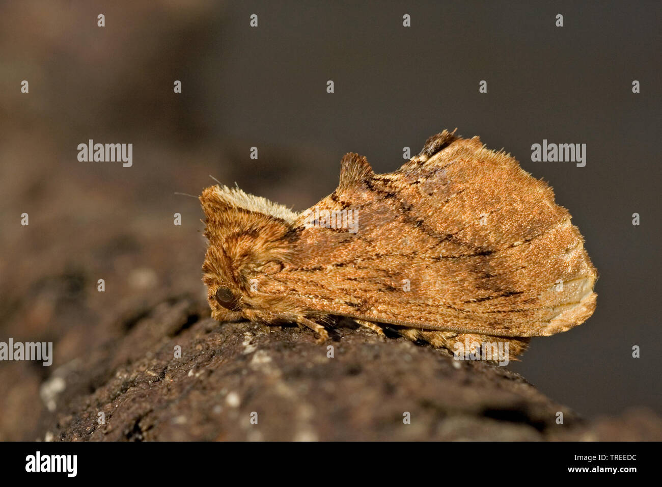 coxcomb prominent (Ptilodon capucina, Lophopteryx capucina), lateral ...