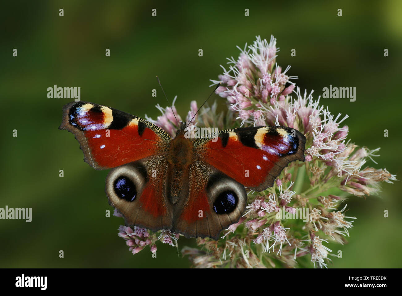 Peacock butterfly, European Peacock (Inachis io, Nymphalis io, Aglais ...