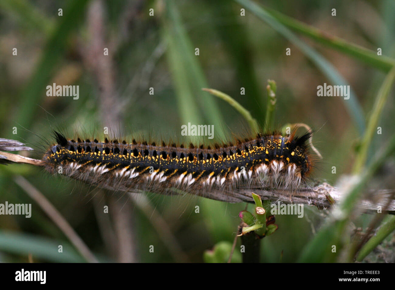 The Drinker (Philudoria potatoria, Euthrix potatoria), caterpillar ...