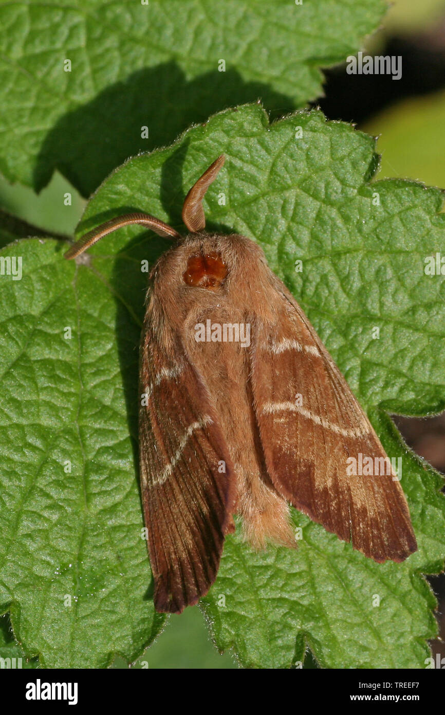 Fox moths hi-res stock photography and images - Alamy