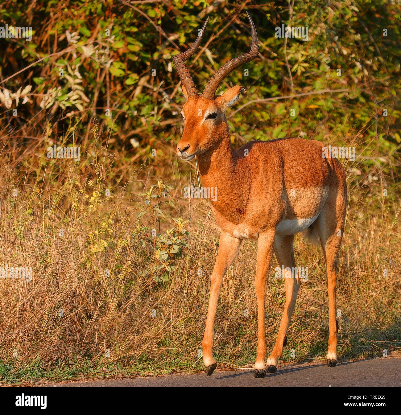 Male impala botswana antelope hi-res stock photography and images - Alamy