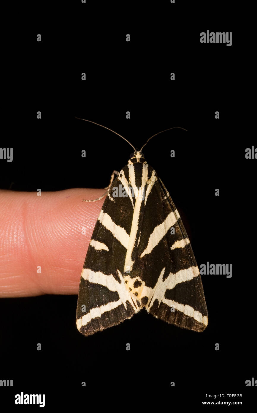 Finger patterns hi-res stock photography and images - Alamy