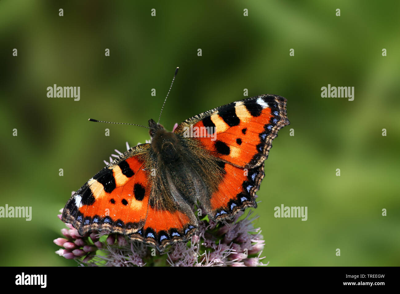 Tortoiseshell wing pattern hi-res stock photography and images - Alamy