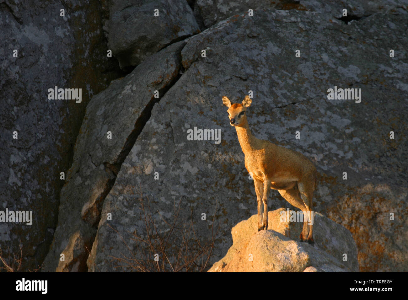 Klipspringer female on rocks hi-res stock photography and images - Alamy