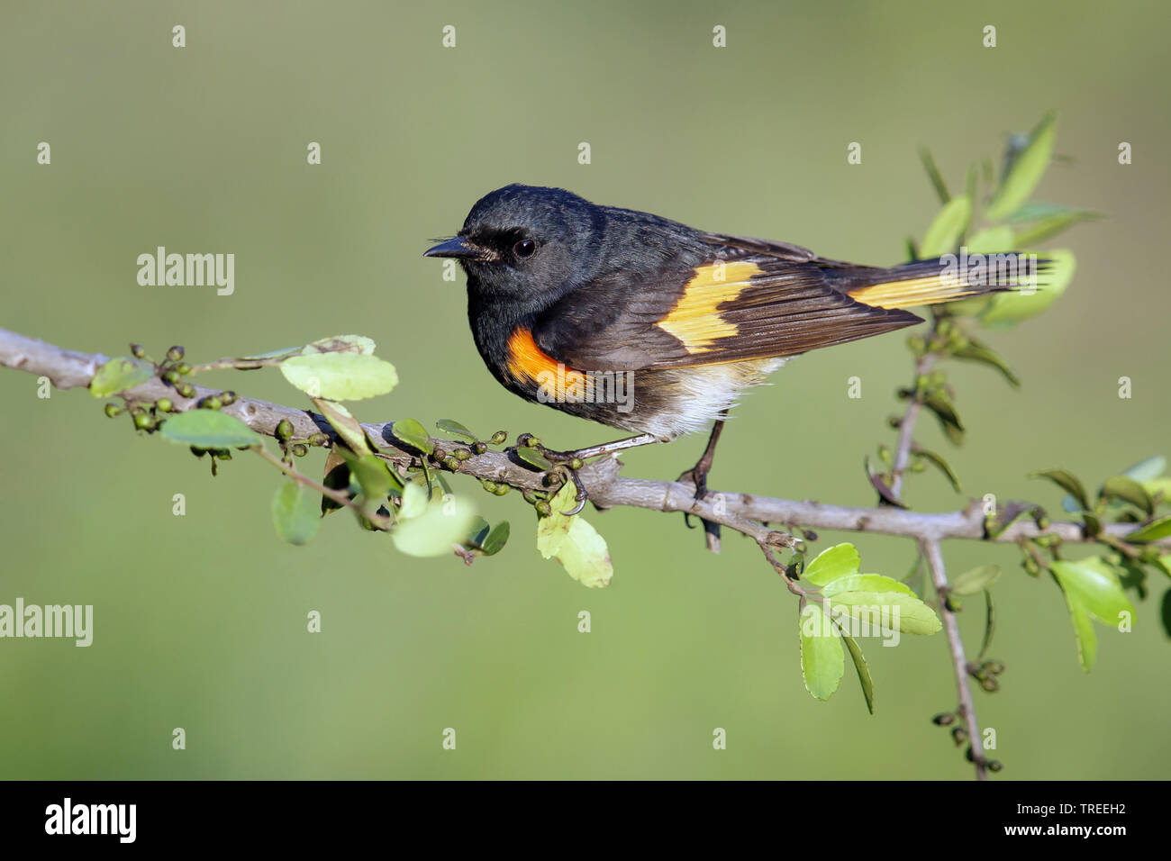 American redstart (Setophaga ruticilla), male on a branch, USA ...