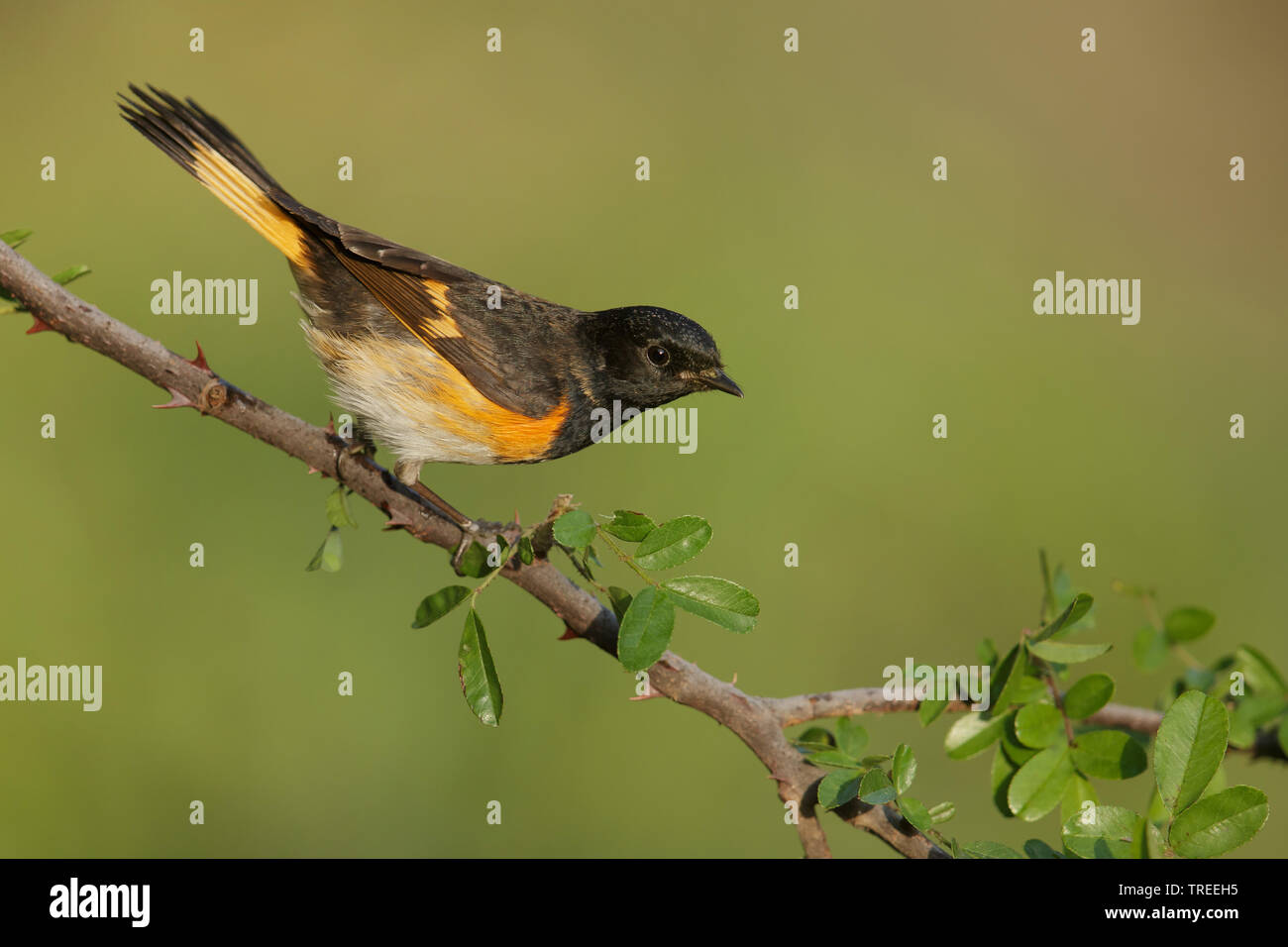 American redstart (Setophaga ruticilla), male on a branch, USA ...