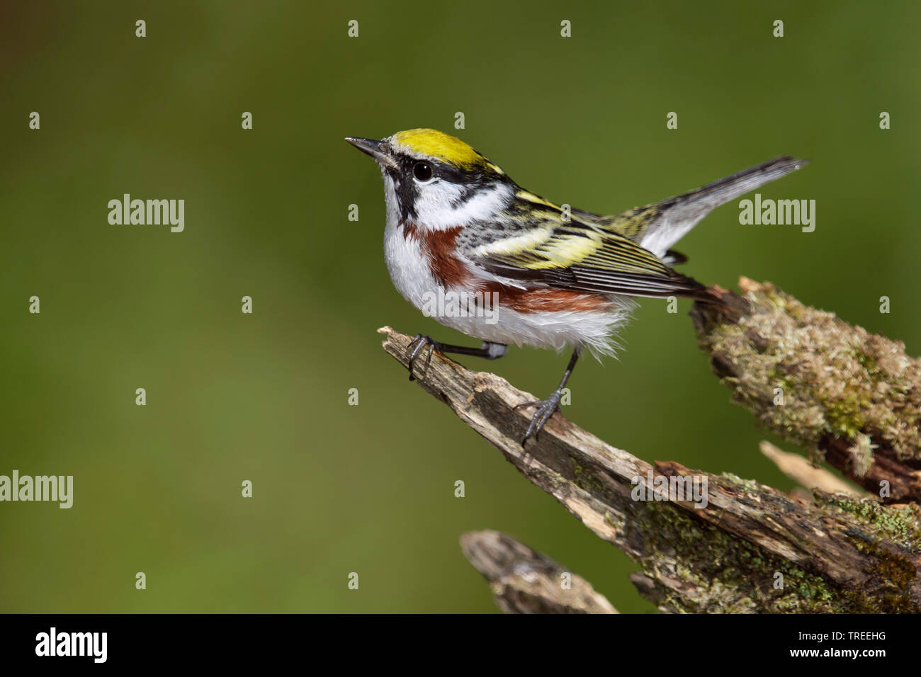 Chestnut-sided Warbler (Setophaga pensylvanica), male, USA, Colorado ...