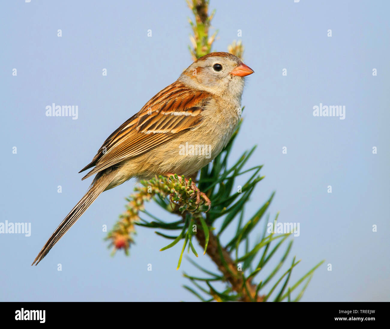 field sparrow (Spizella pusilla), sitting on a branch, USA, Michigan ...