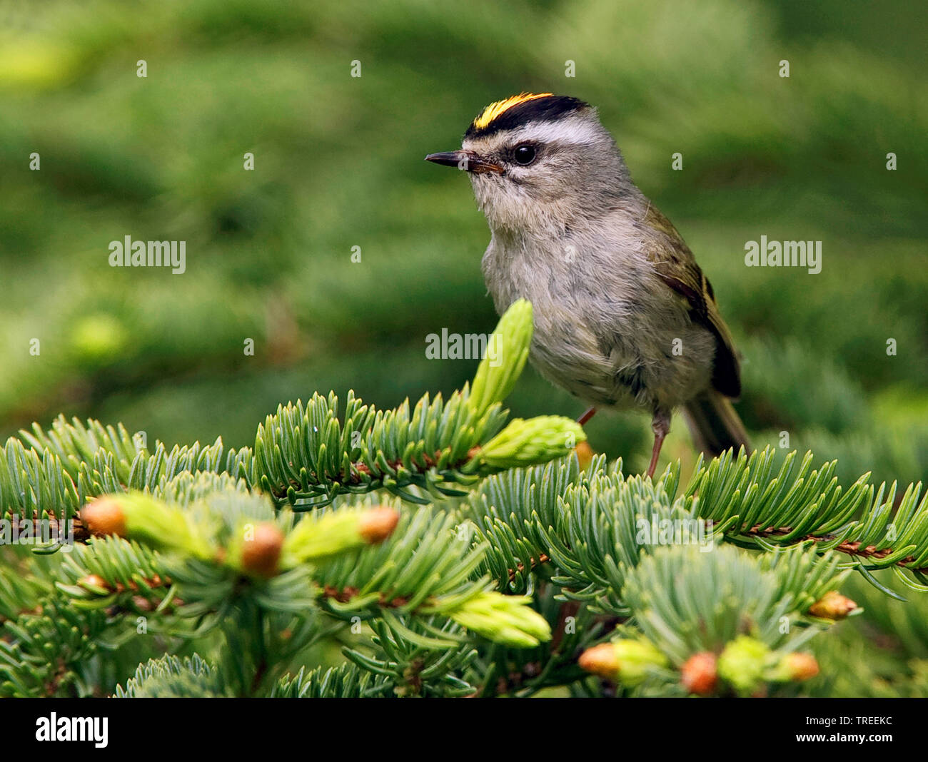 golden-crowned kinglet (Regulus satrapa), sitting on a branch, USA ...