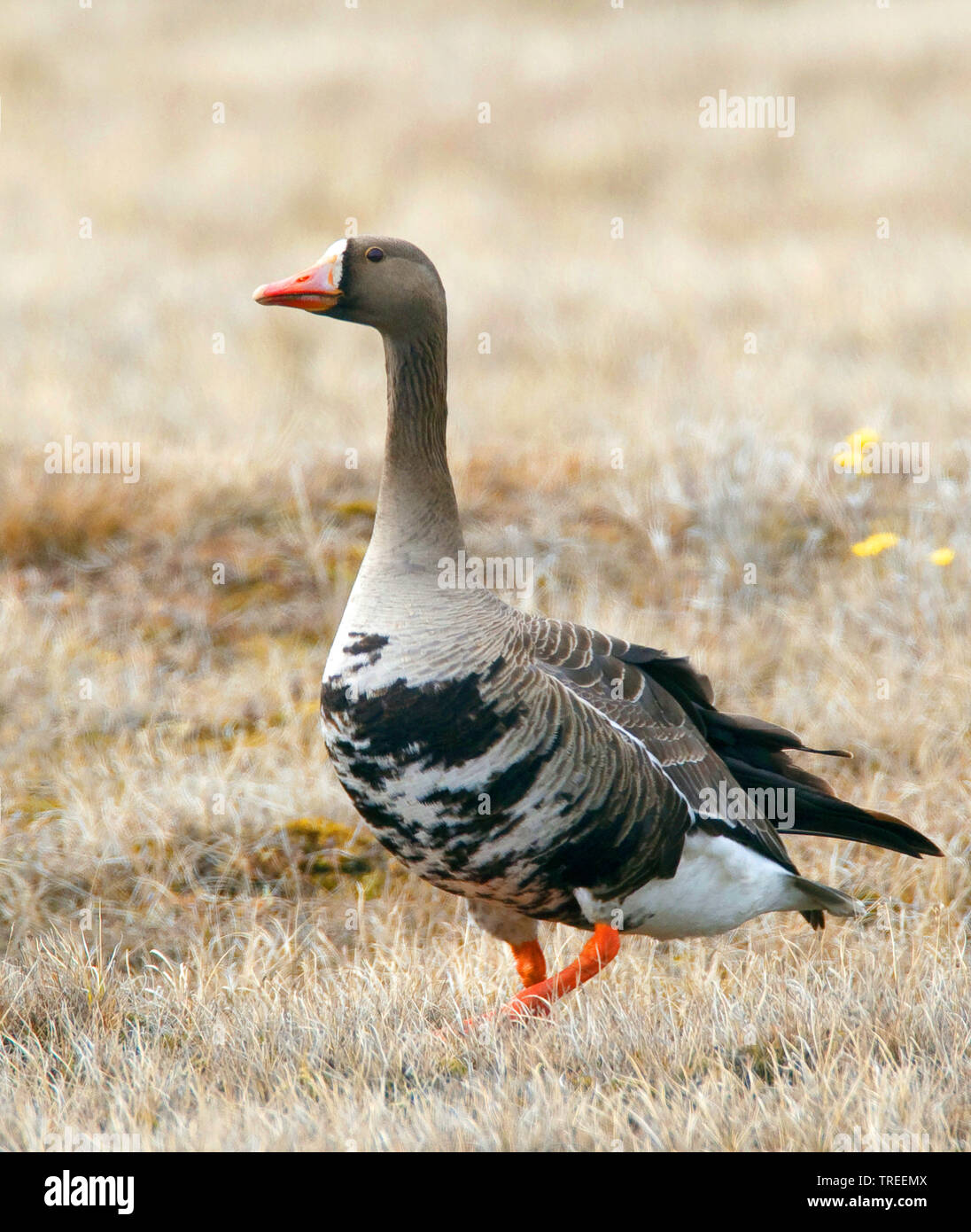 Gambel Greater White-fronted Goose (Anser albifrons gambelli), in ...