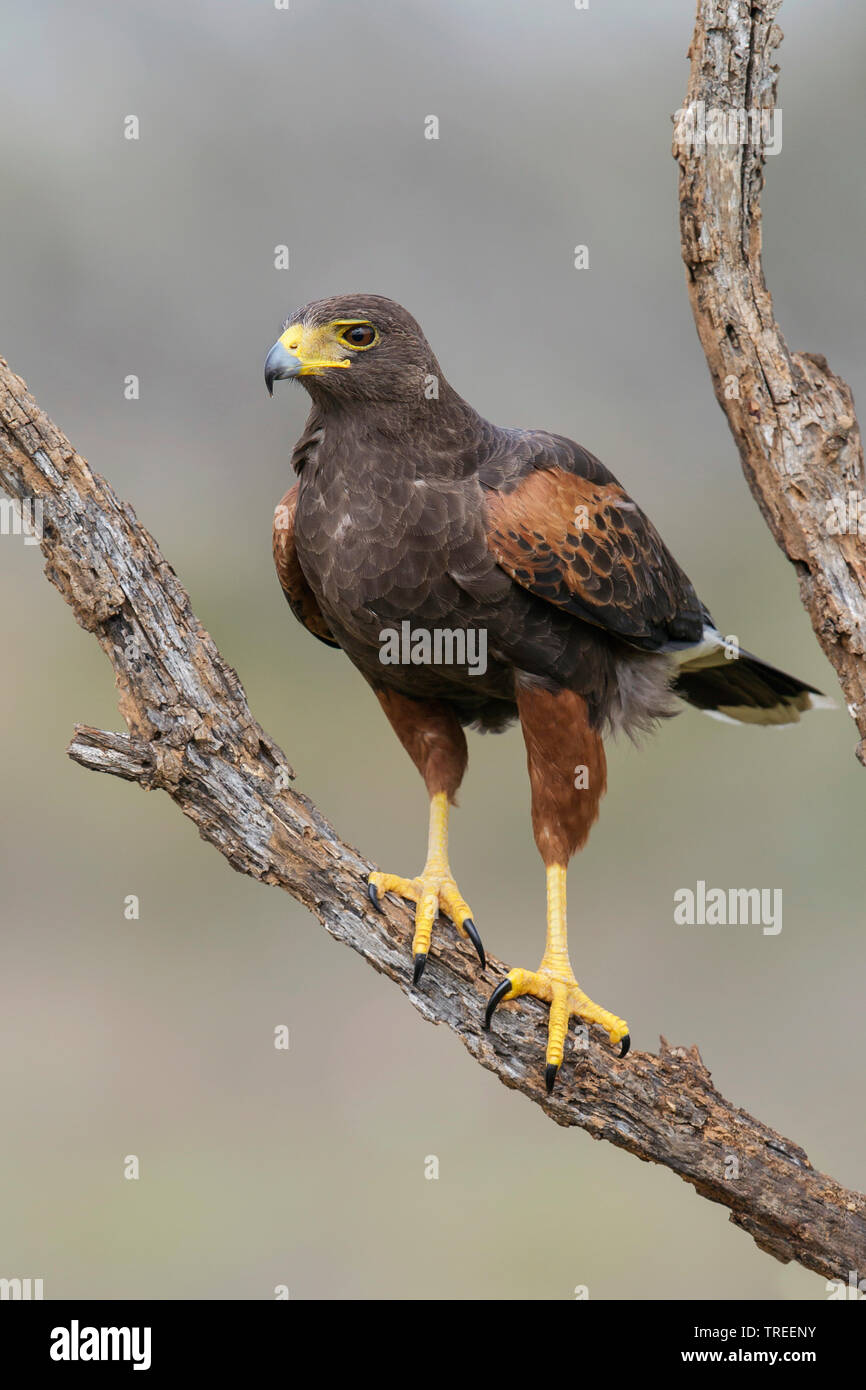 Female Harris Hawk High Resolution Stock Photography and Images - Alamy
