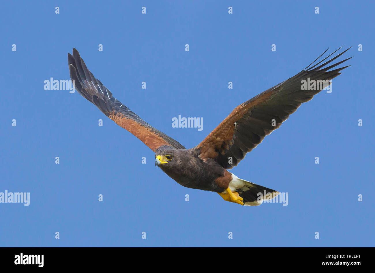 Harris hawk in flight hi-res stock photography and images - Alamy