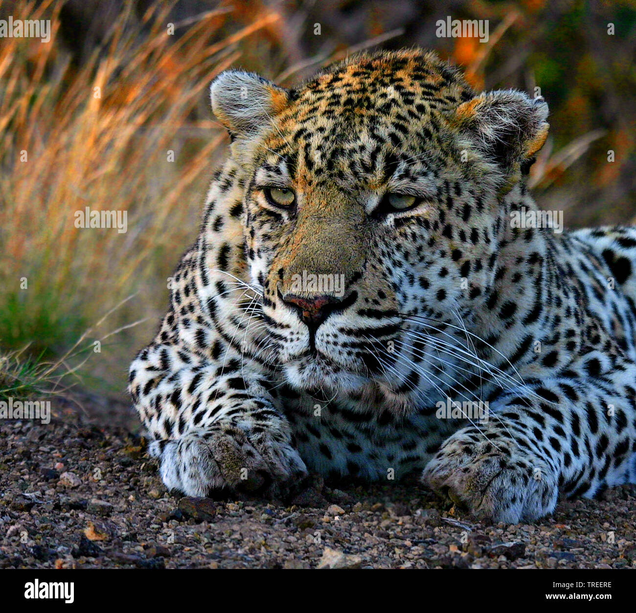 leopard (Panthera pardus), portrait, front view, South Africa, Lowveld ...