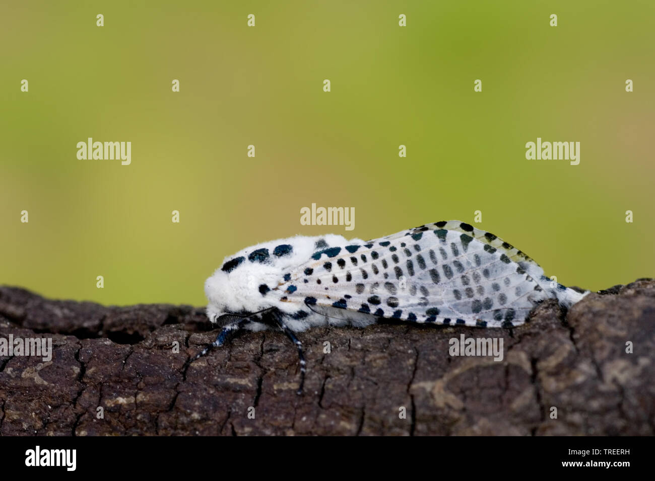 Leopard moth (Zeuzera pyrina, Zeuzera pyrinia), sits on bark ...
