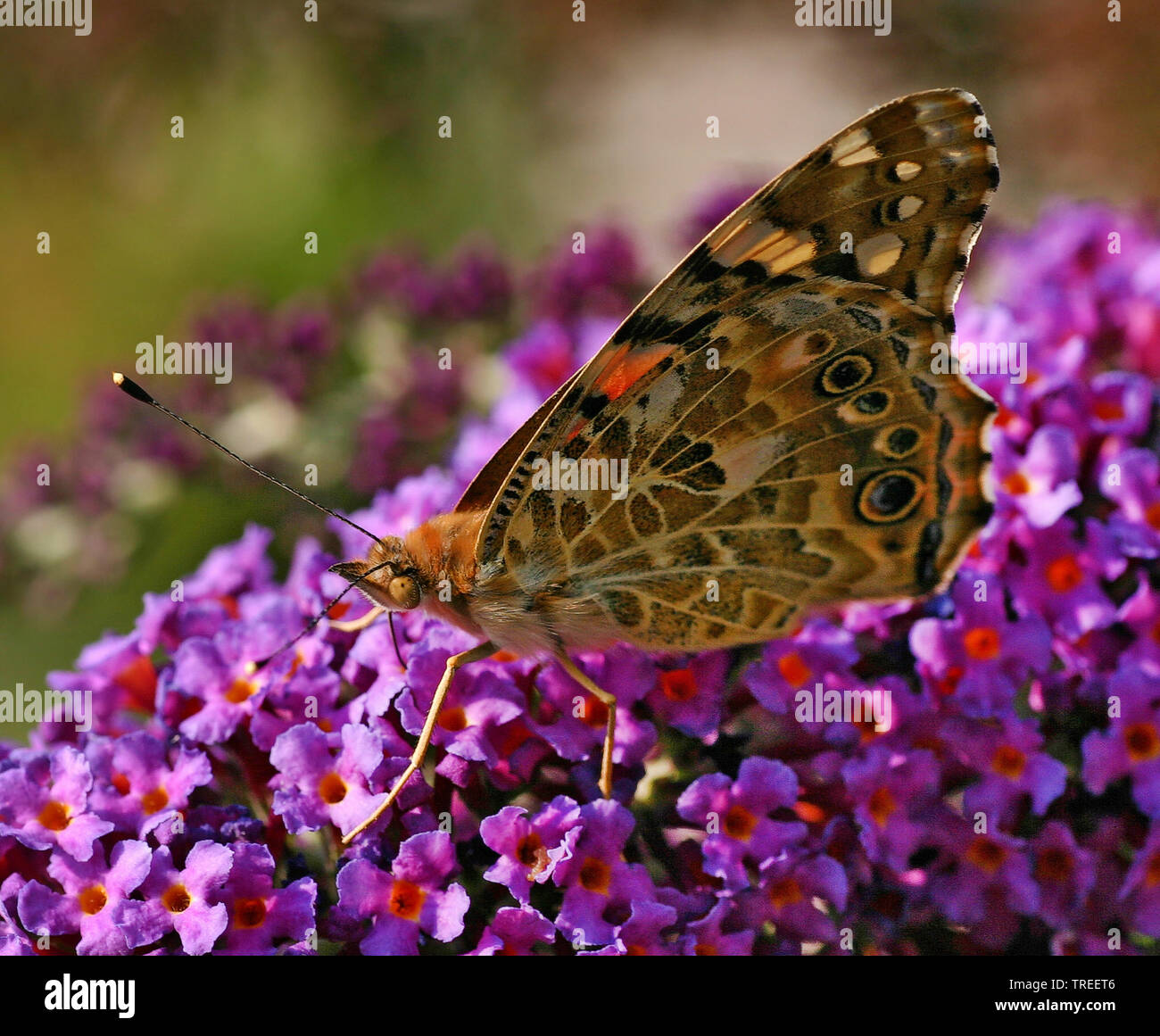Painted lady (Cynthia cardui, Vanessa cardui, Pyrameis cardui), on a ...