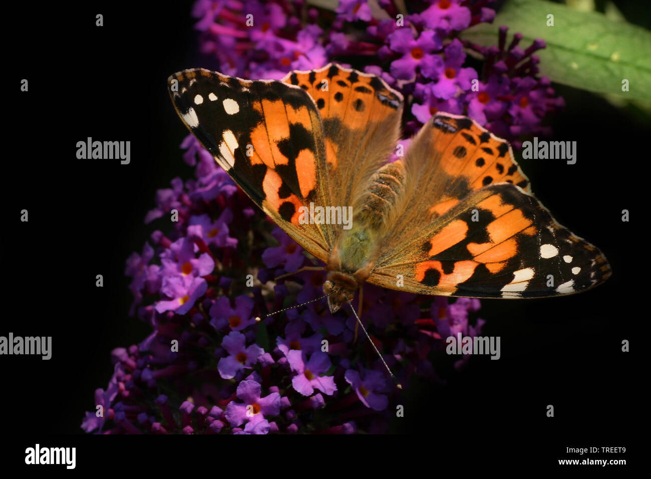 Painted lady (Cynthia cardui, Vanessa cardui, Pyrameis cardui), on a ...