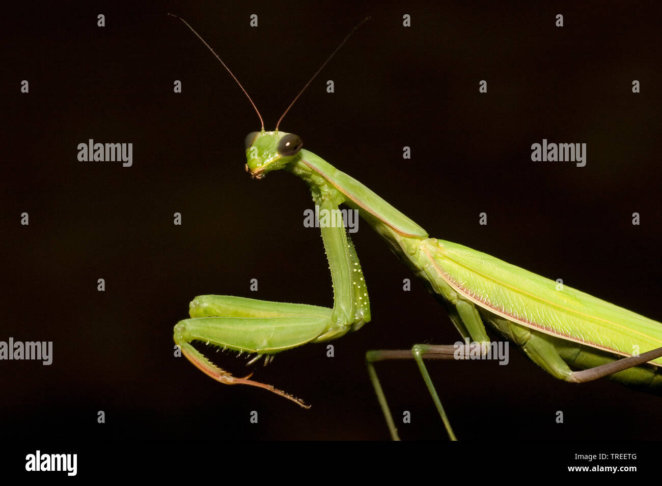 European preying mantis (Mantis religiosa), full-length portrait, side ...