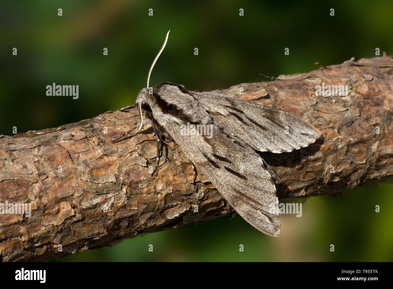 pine hawkmoth (Hyloicus pinastri, Sphinx pinastri), top view ...