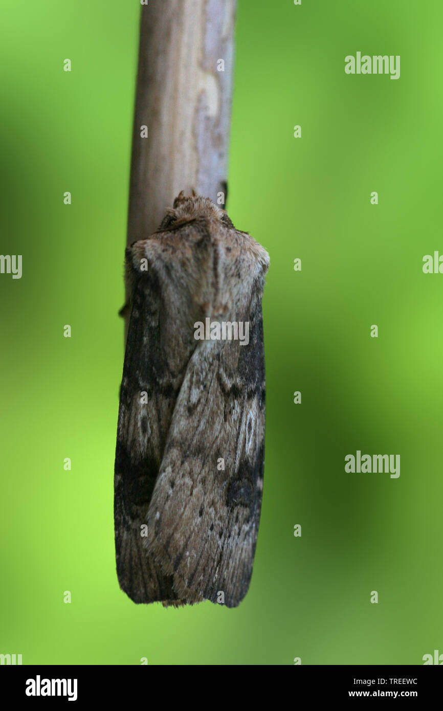 Shuttle shaped hi-res stock photography and images - Alamy