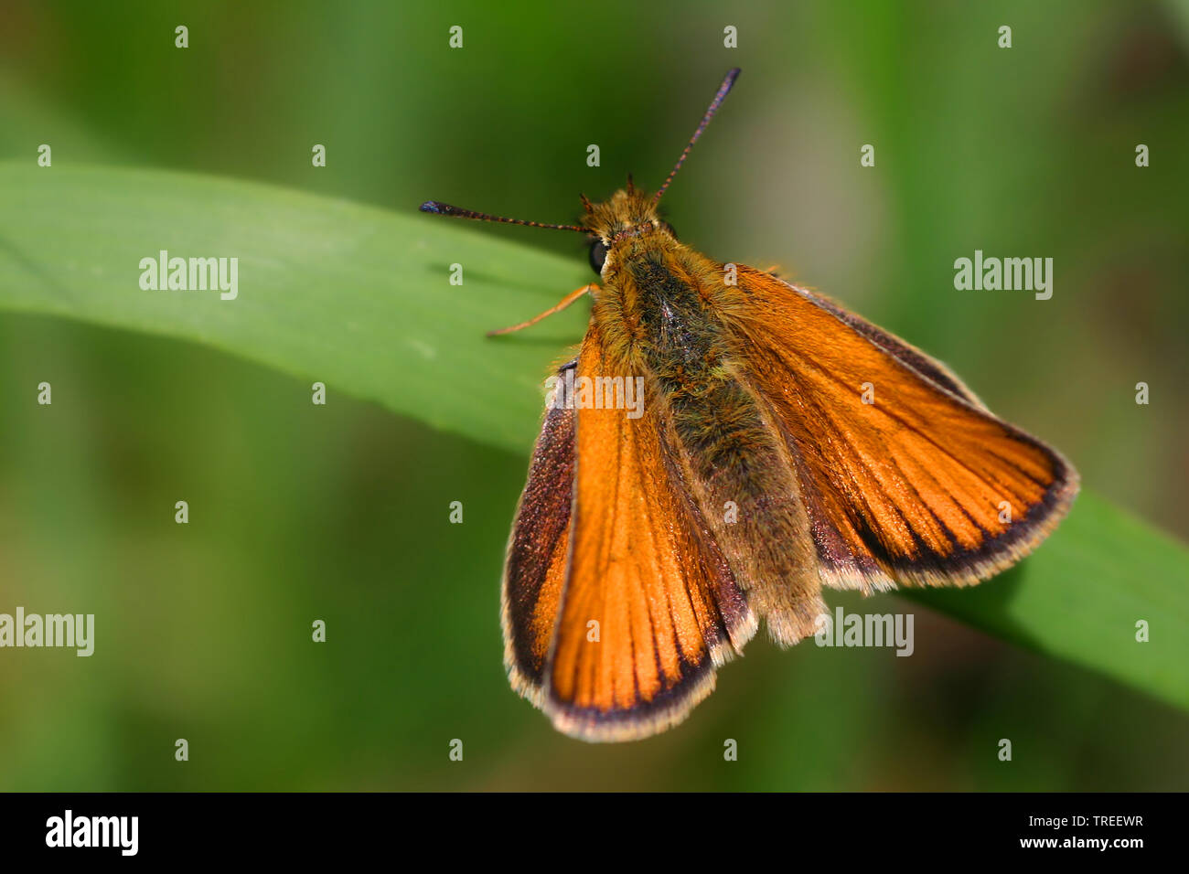 small skipper (Thymelicus sylvestris, Thymelicus flavus), sitting on ...