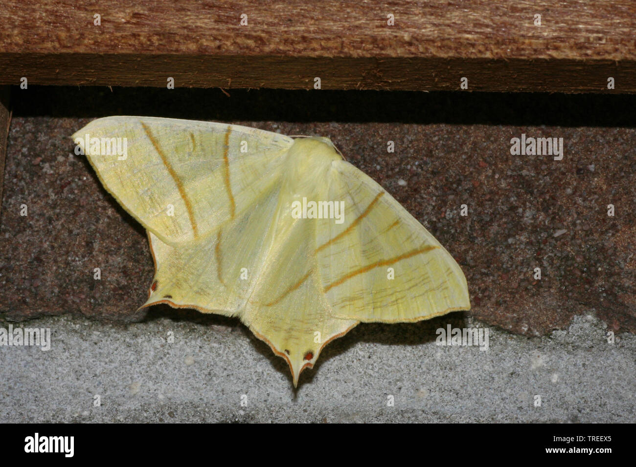 Swallow-tailed moth (Ourapteryx sambucaria), sits on a stone ...
