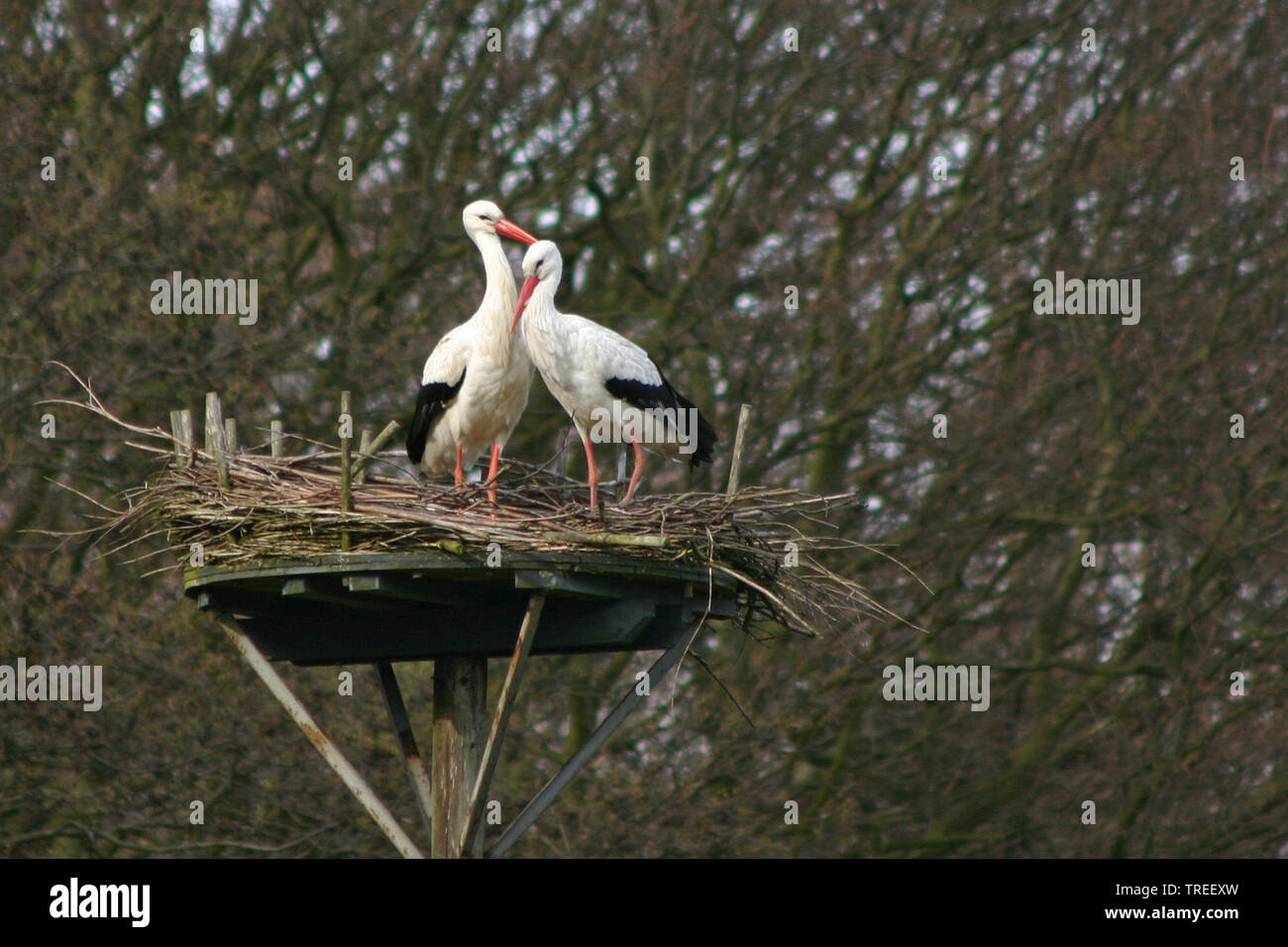Stork bird birds netherlands holland hi-res stock photography and ...