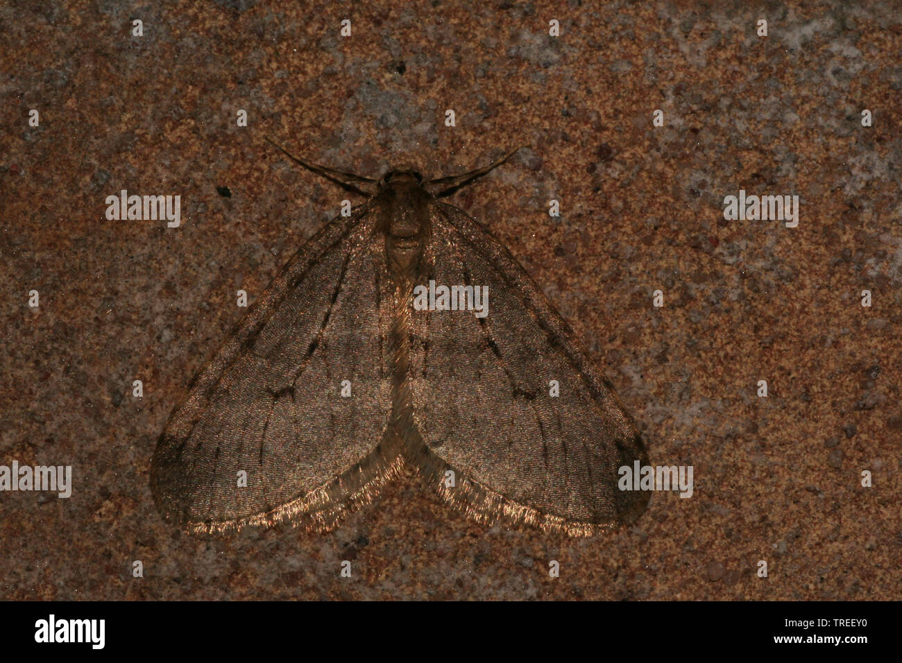 Winter moth hi-res stock photography and images - Alamy