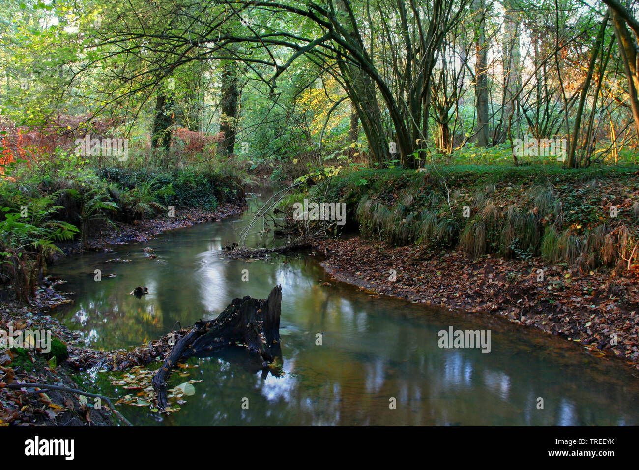 Stream through forest, Netherlands Stock Photo - Alamy