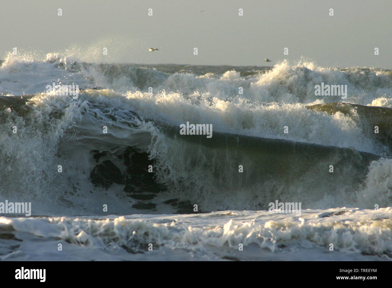 breaking the waves at the North Sea, Netherlands Stock Photo - Alamy