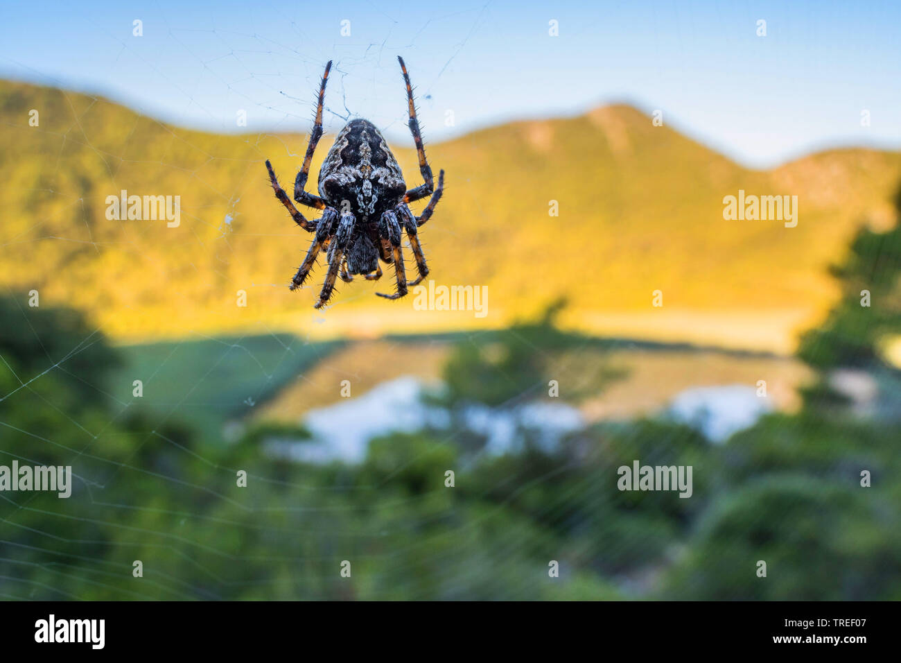 Italian spiders in net hi-res stock photography and images - Alamy