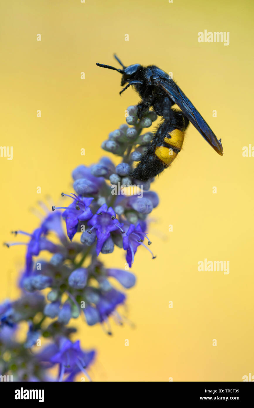 scoliid wasp (Scolia hirta, Scolia hirta hirta), sits on an ...