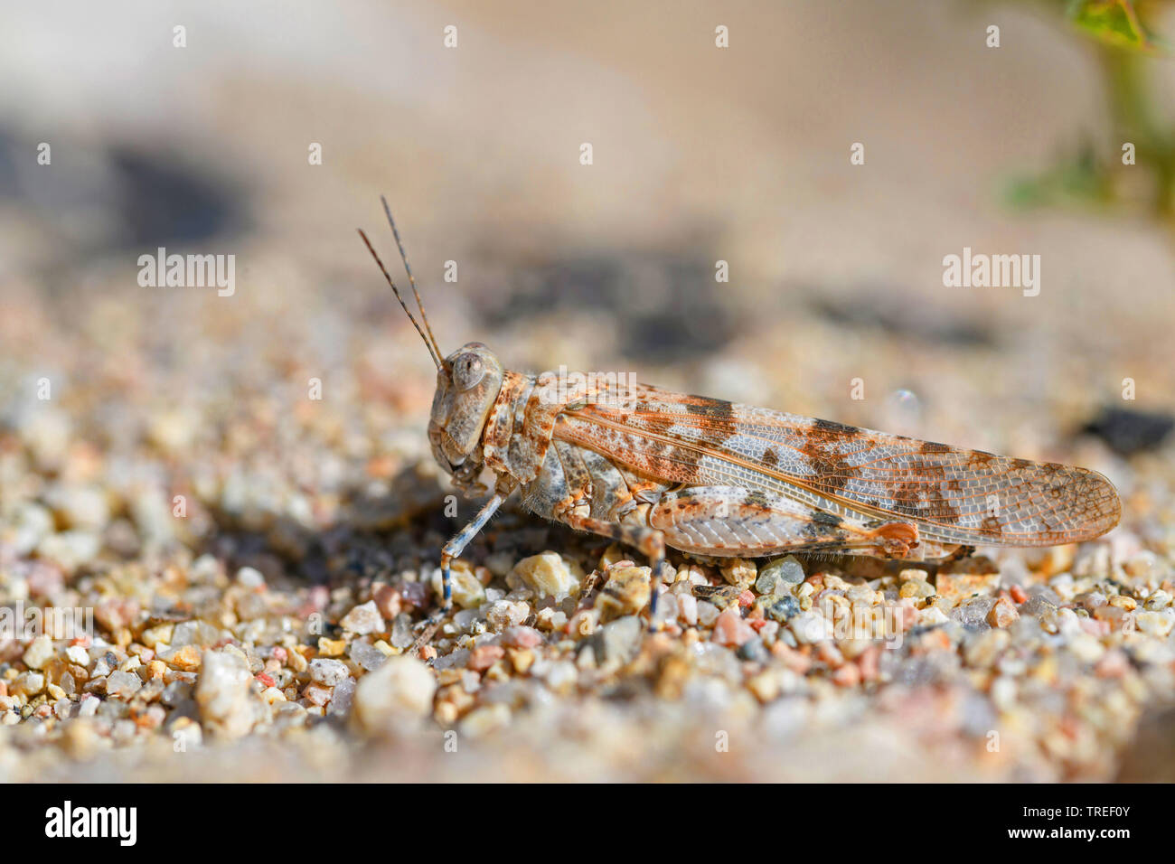 Blue-winged grasshopper (Oedipoda coerulescens, Oedipoda caerulescens ...