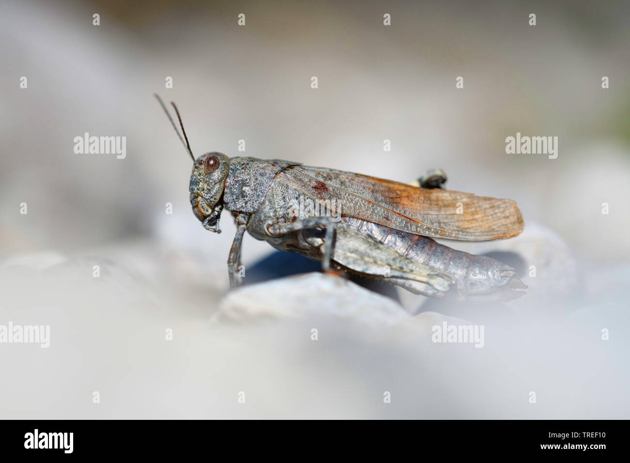 Bryodemella tuberculata hi-res stock photography and images - Alamy