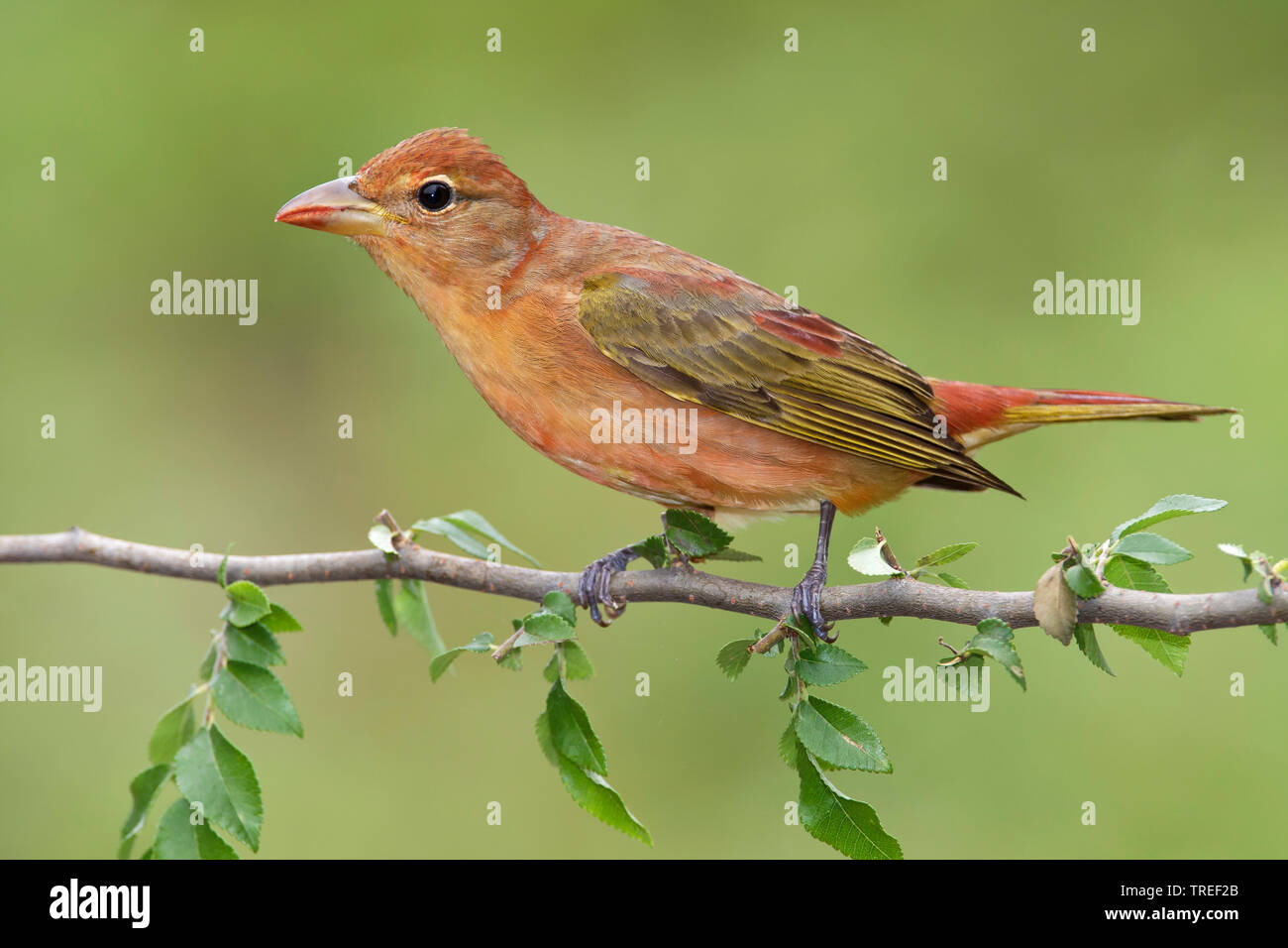 summer tanager (Piranga rubra), female, red morph, USA, Texas Stock ...