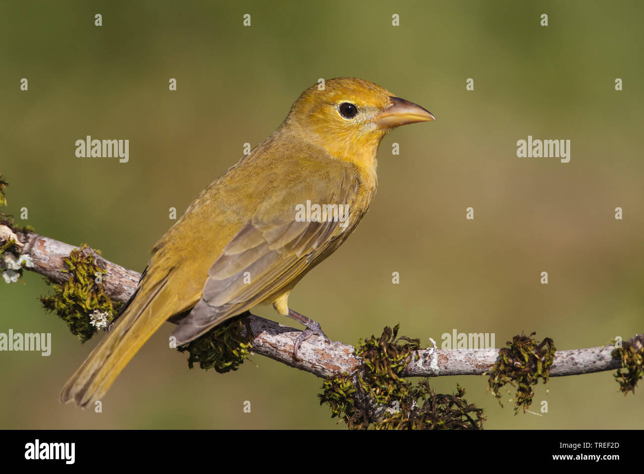 Female summer tanager hi-res stock photography and images - Alamy