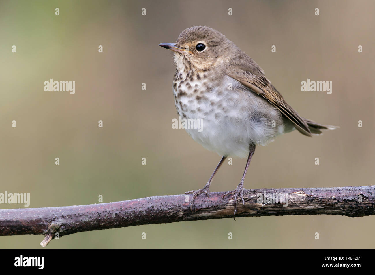 swainson's thrush (Catharus ustulatus), sitting on a branch, USA, Texas ...